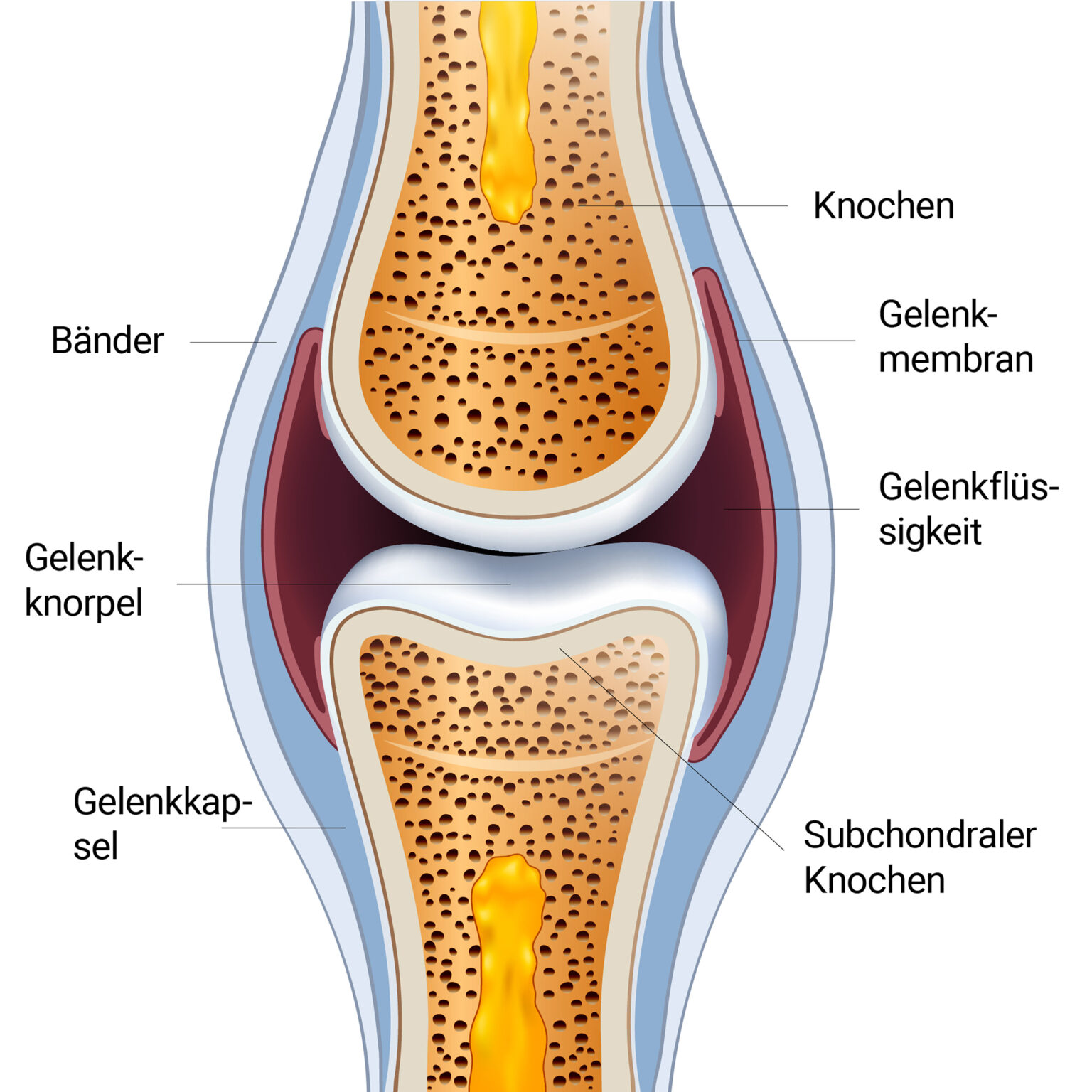 Arthrose - Myokraft - Physio | Ergo | Fitness | Health